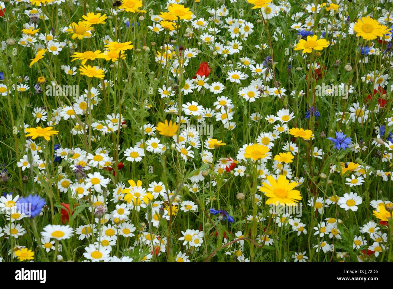 Wildflower meadow hi-res stock photography and images - Alamy