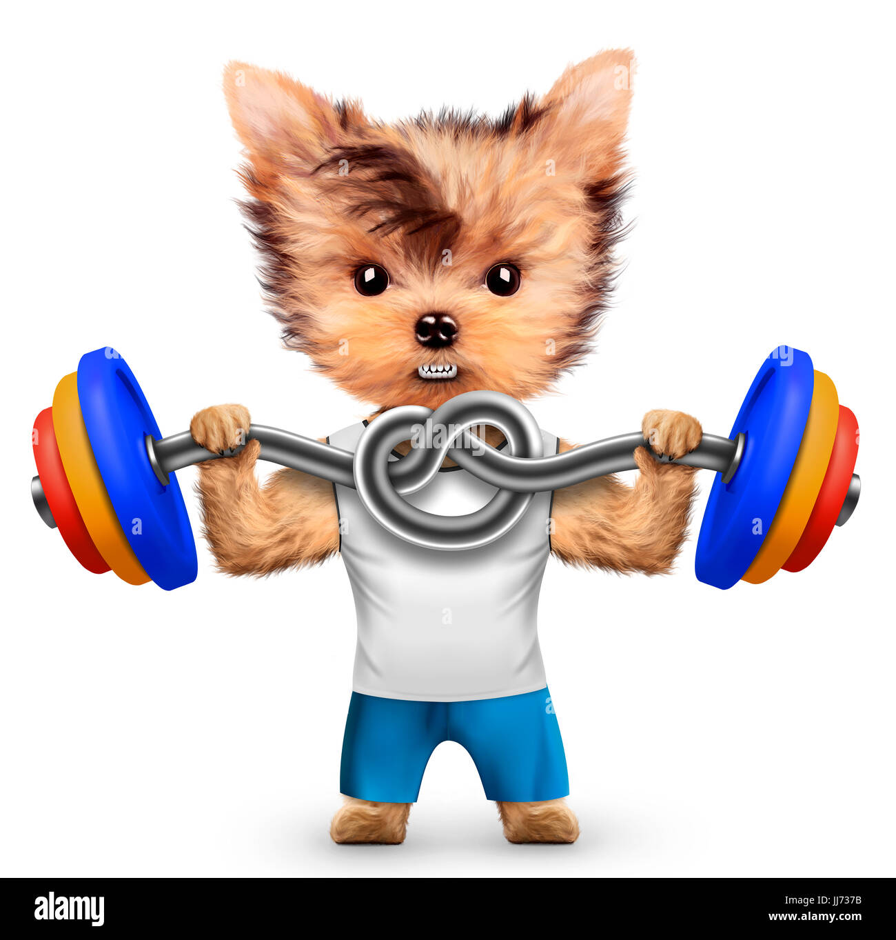 Funny dog training with barbell in sport gym Stock Photo - Alamy