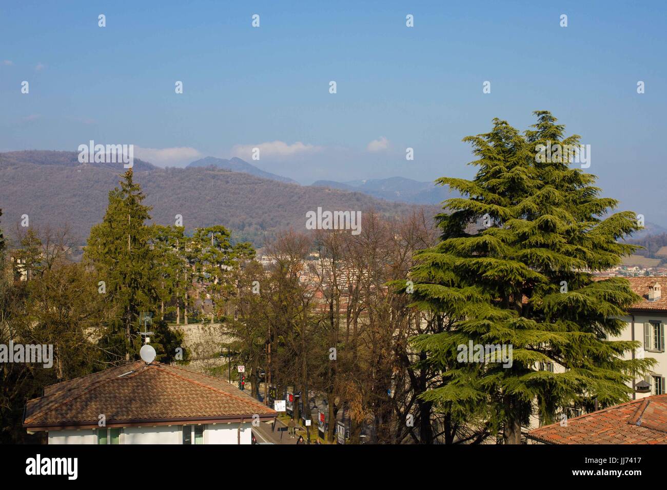 Cedar tree on mountain background, Milano Bergamo. Italy, landscape ...