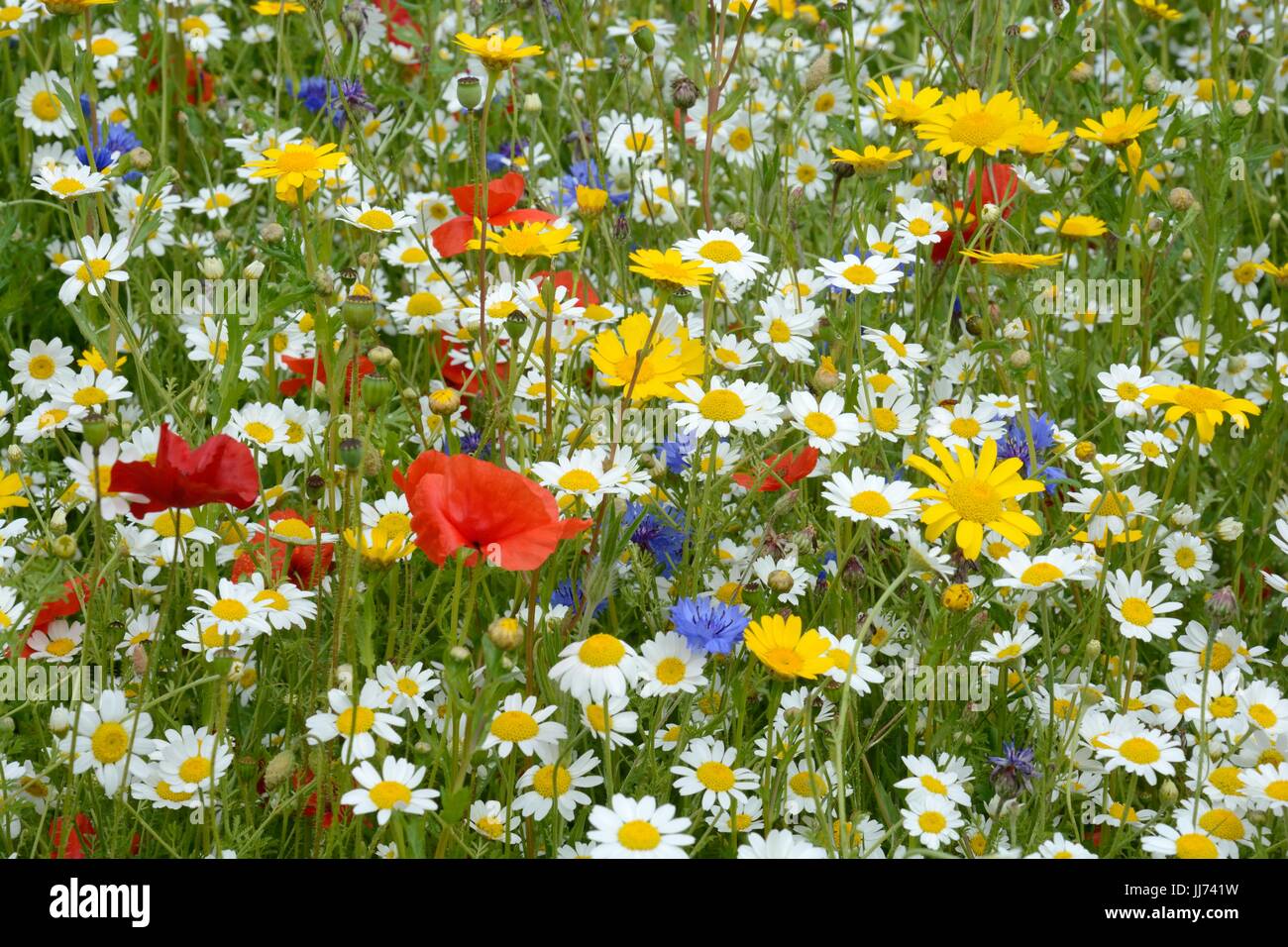 Planted wildflower meadow colourful mixes wild flowers spring summer ...