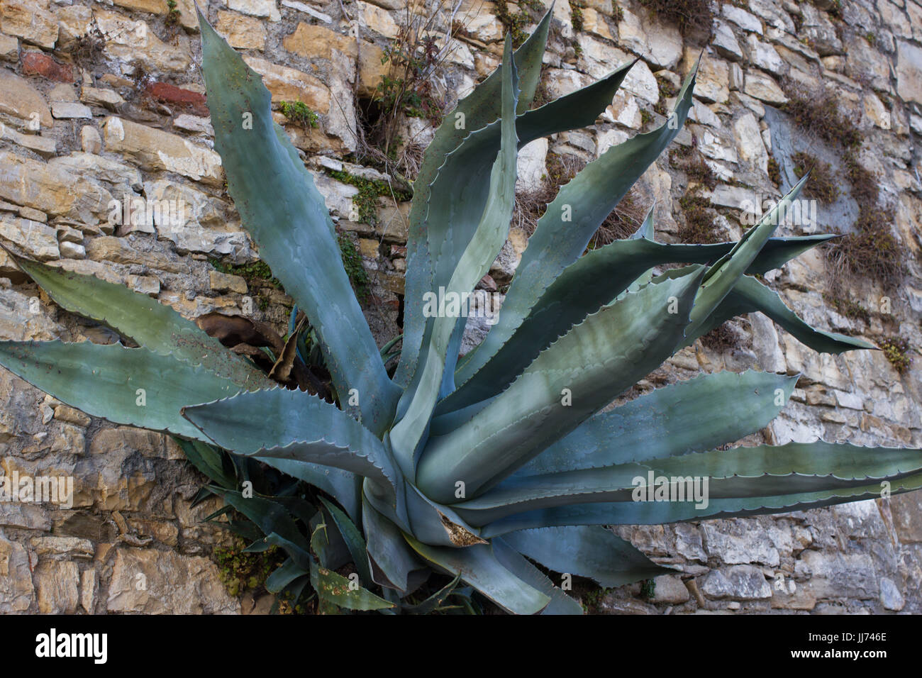 Blue Agave Plant Desert Agaves & Nolinas