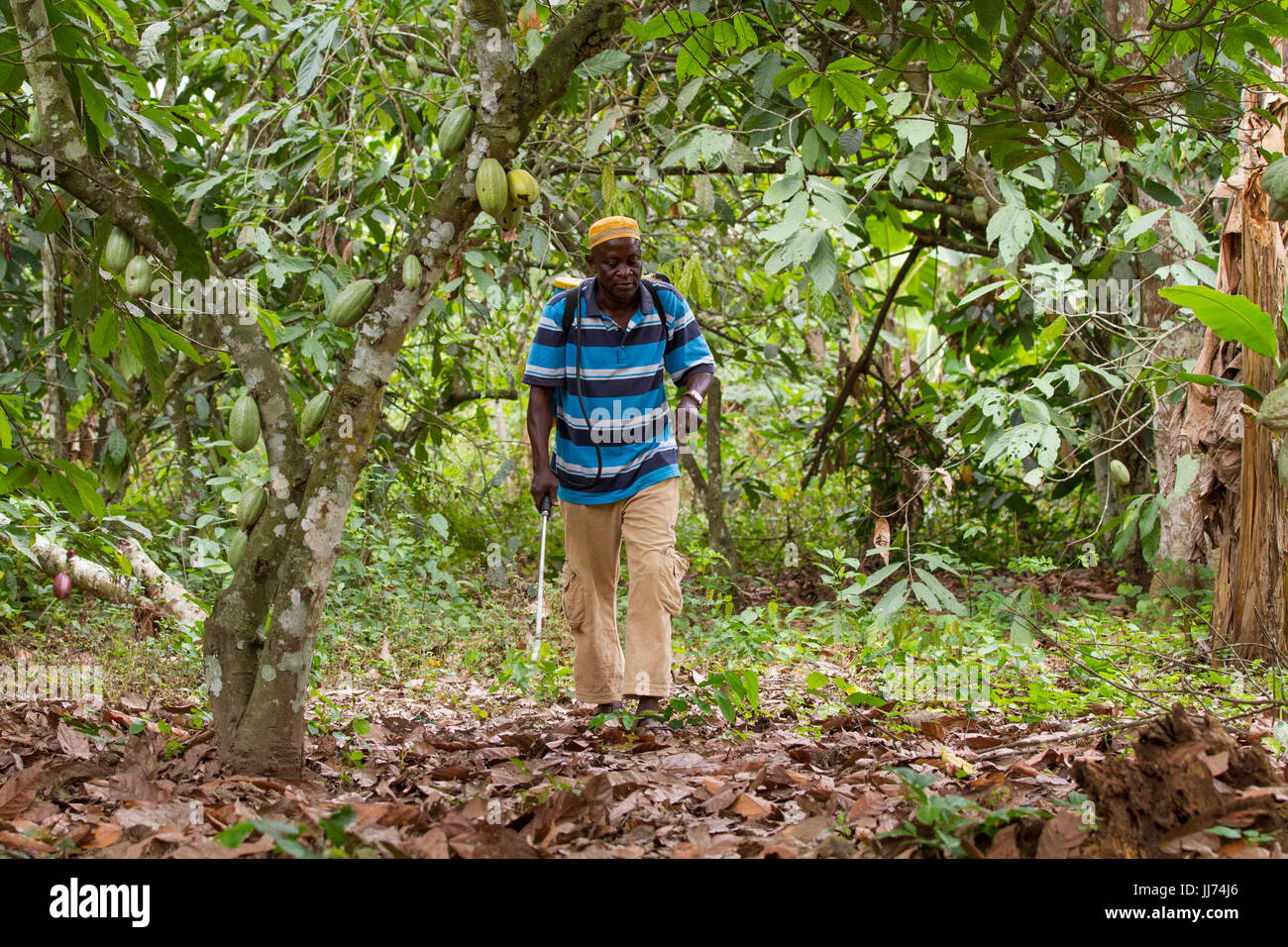 A cocoa farmer spraying his cocoa trees to help keep harmful parasites ...