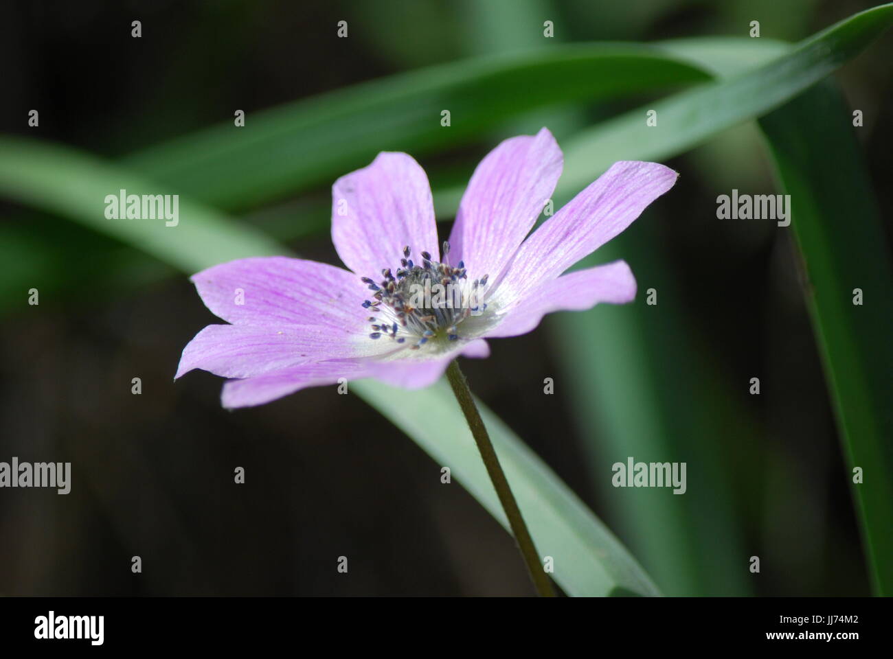 Colorful flowerheads hi-res stock photography and images - Alamy