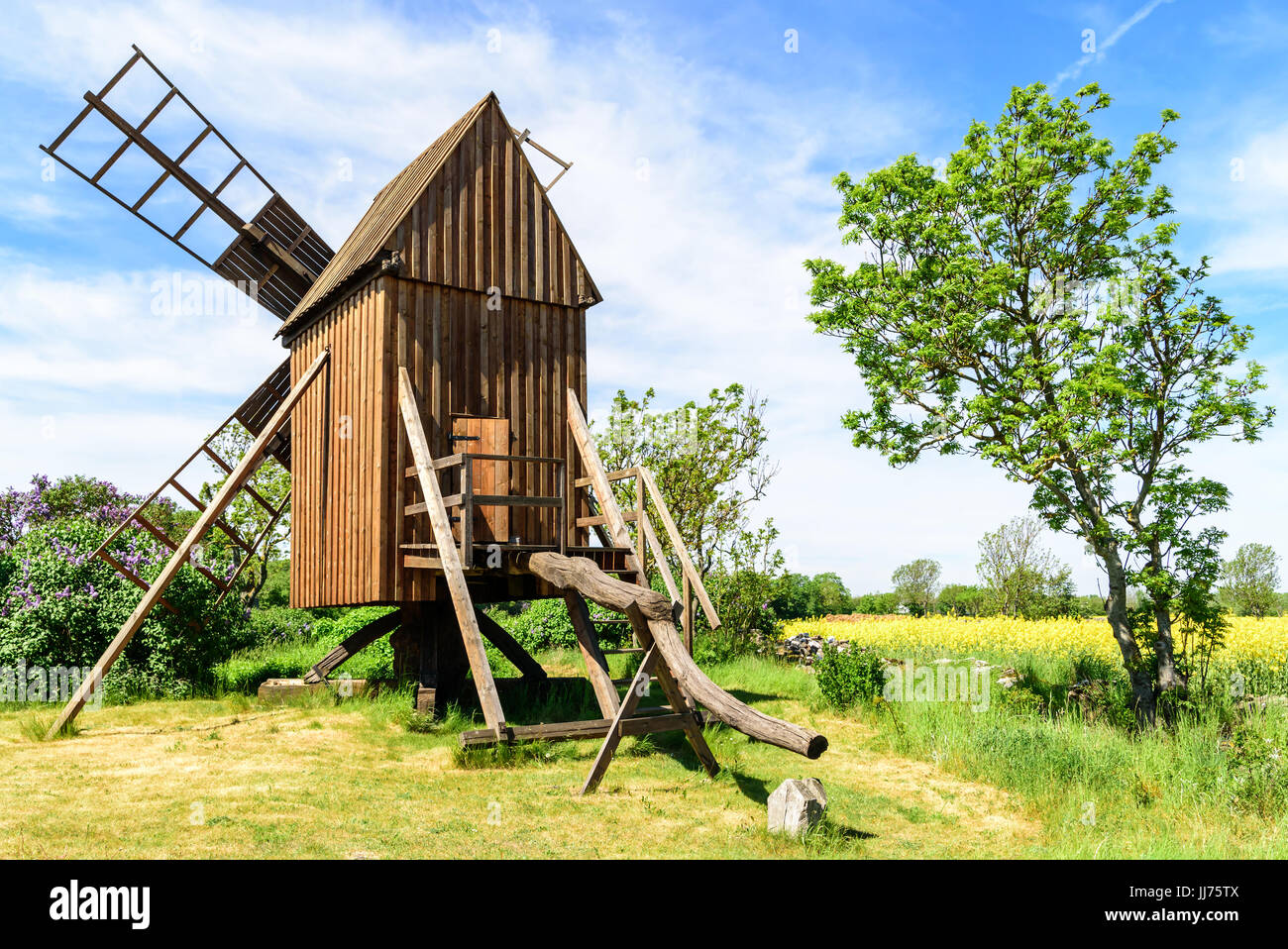 Old wooden windmill and a small tree in open landscape. Rapeseed field ...