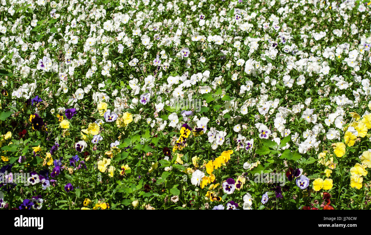 flower meadow. background, nature Stock Photo - Alamy