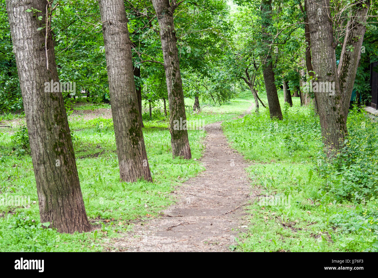 Public park nature forest hi-res stock photography and images - Alamy