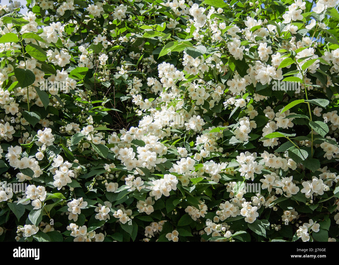White flowers tree. background, nature Stock Photo - Alamy