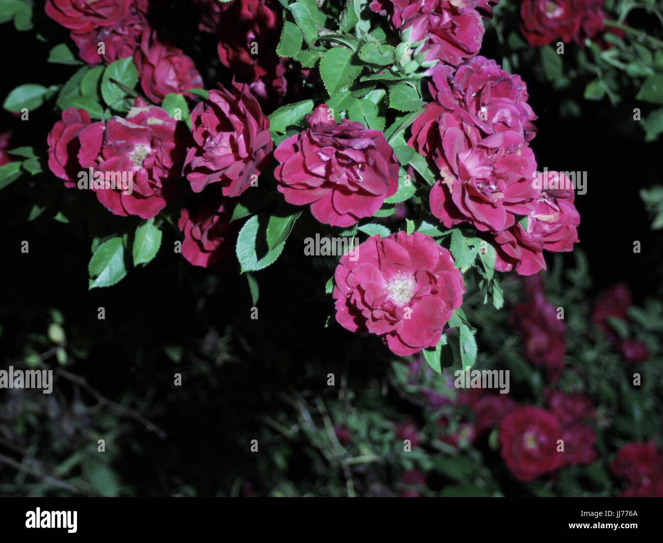 Rose garden beauty hi-res stock photography and images - Alamy