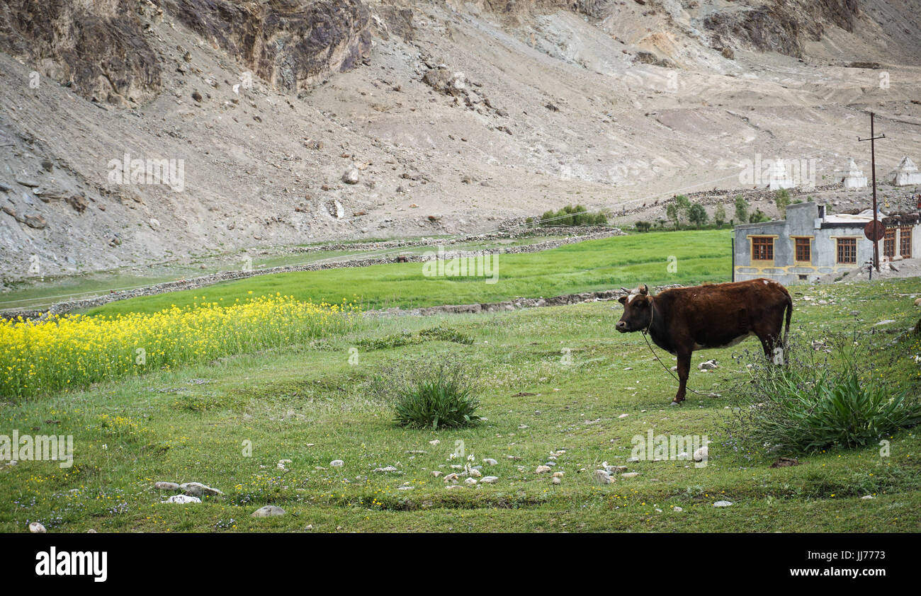 A cow on the grass in Ladakh, India. Ladakh is the highest plateau in ...