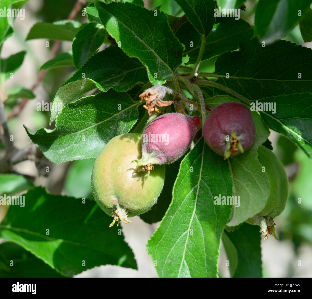 Apple tree at ladakh hi-res stock photography and images - Alamy