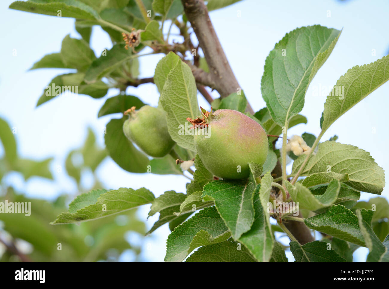 Apple tree at ladakh hi-res stock photography and images - Alamy