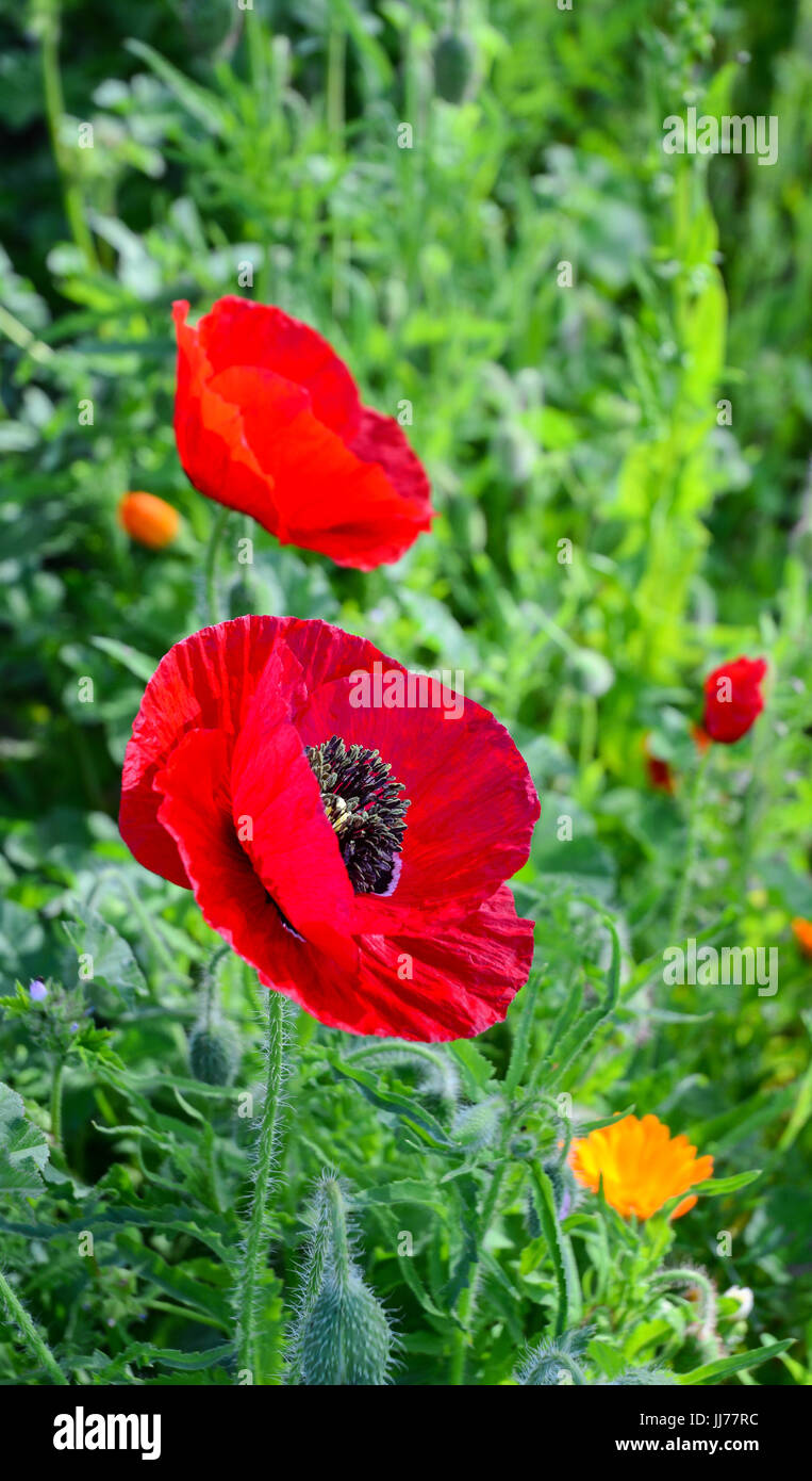 Red poppy flowers blooming at the garden in Ladakh, India Stock Photo ...