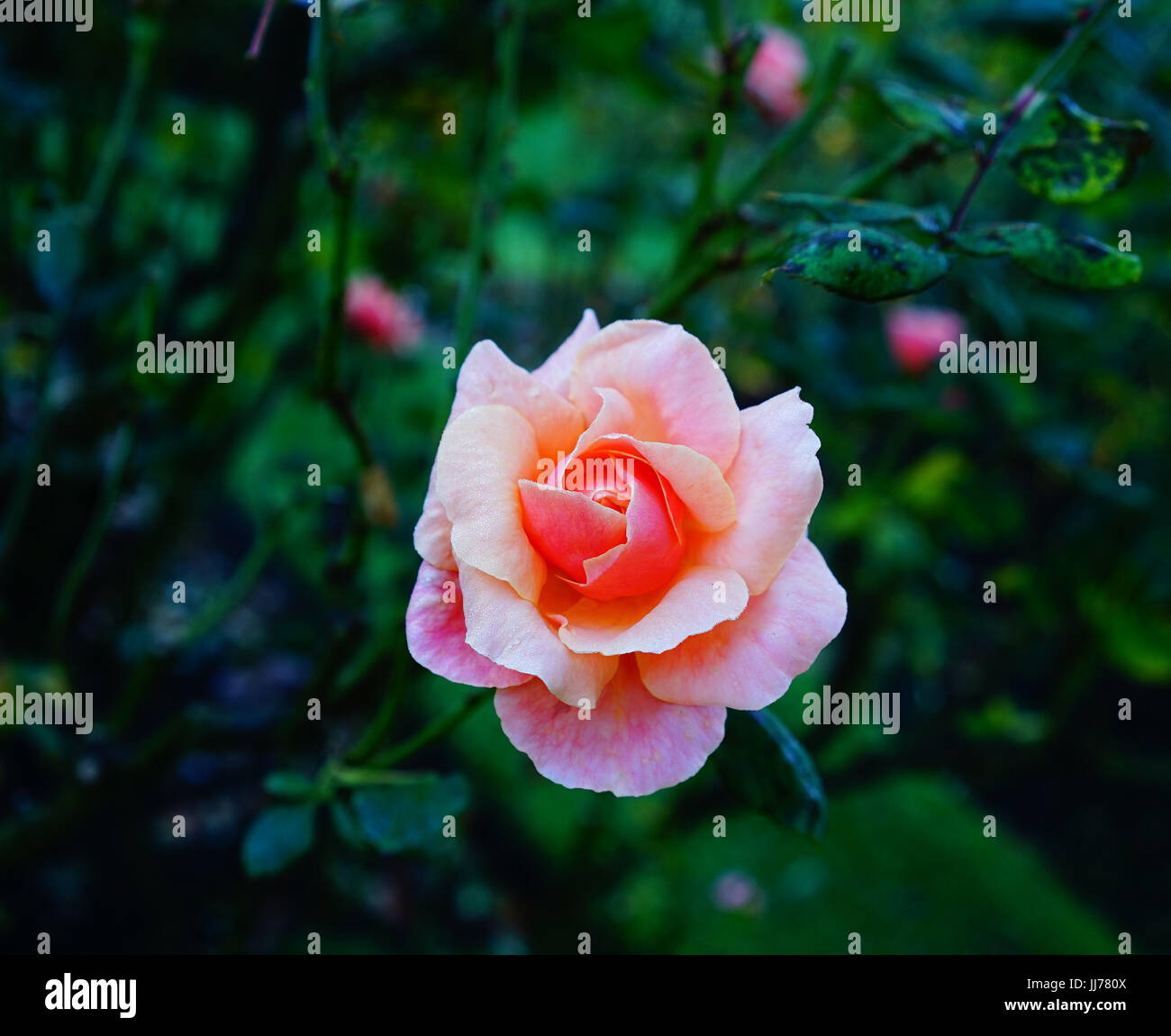 Rose blooming at the park in Christchurch, New Zealand Stock Photo - Alamy