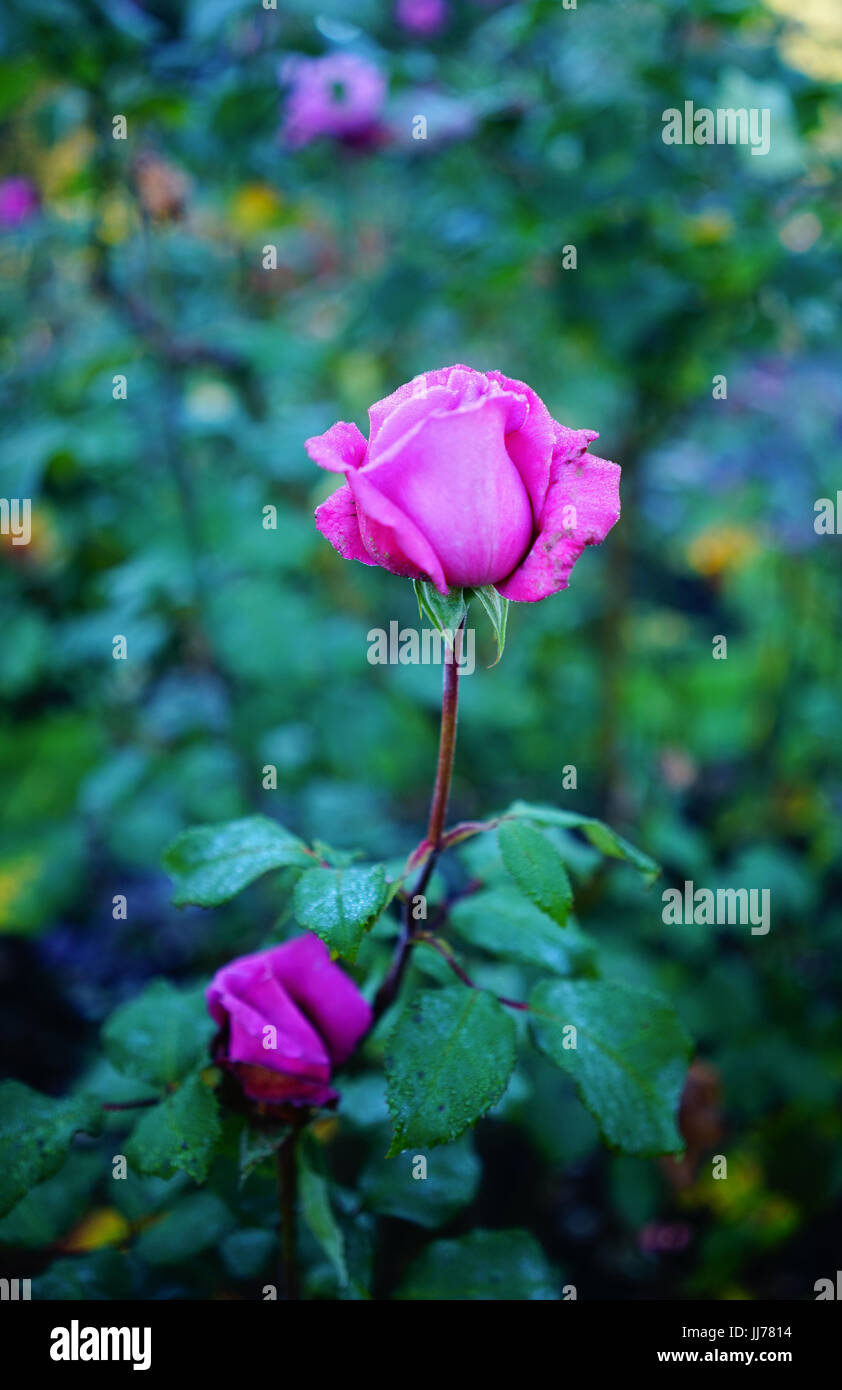 New zealand red roses hi-res stock photography and images - Alamy