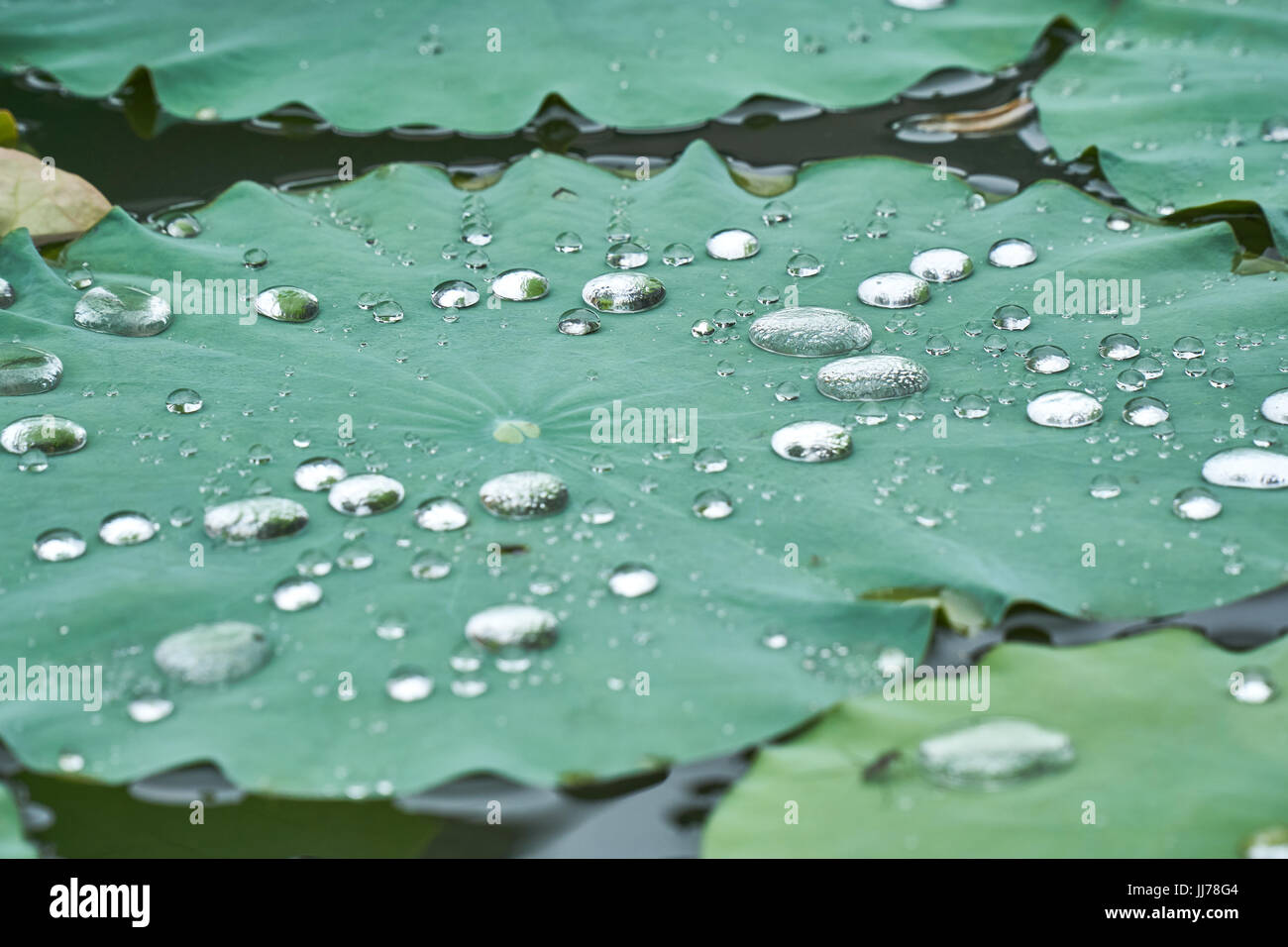 Silver water drops on a lotus water lily after rain Stock Photo - Alamy