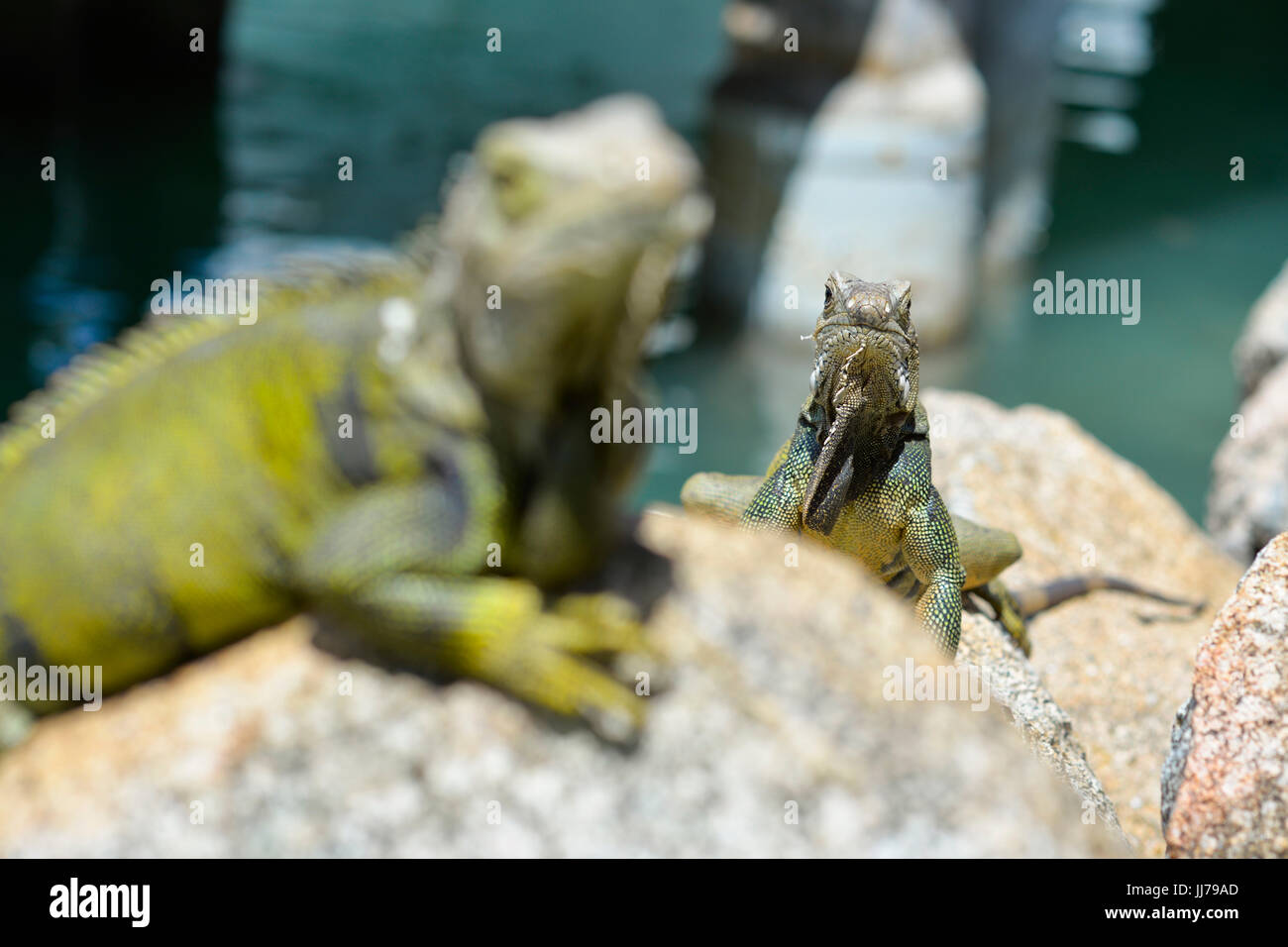 Aruba lizard hi-res stock photography and images - Alamy