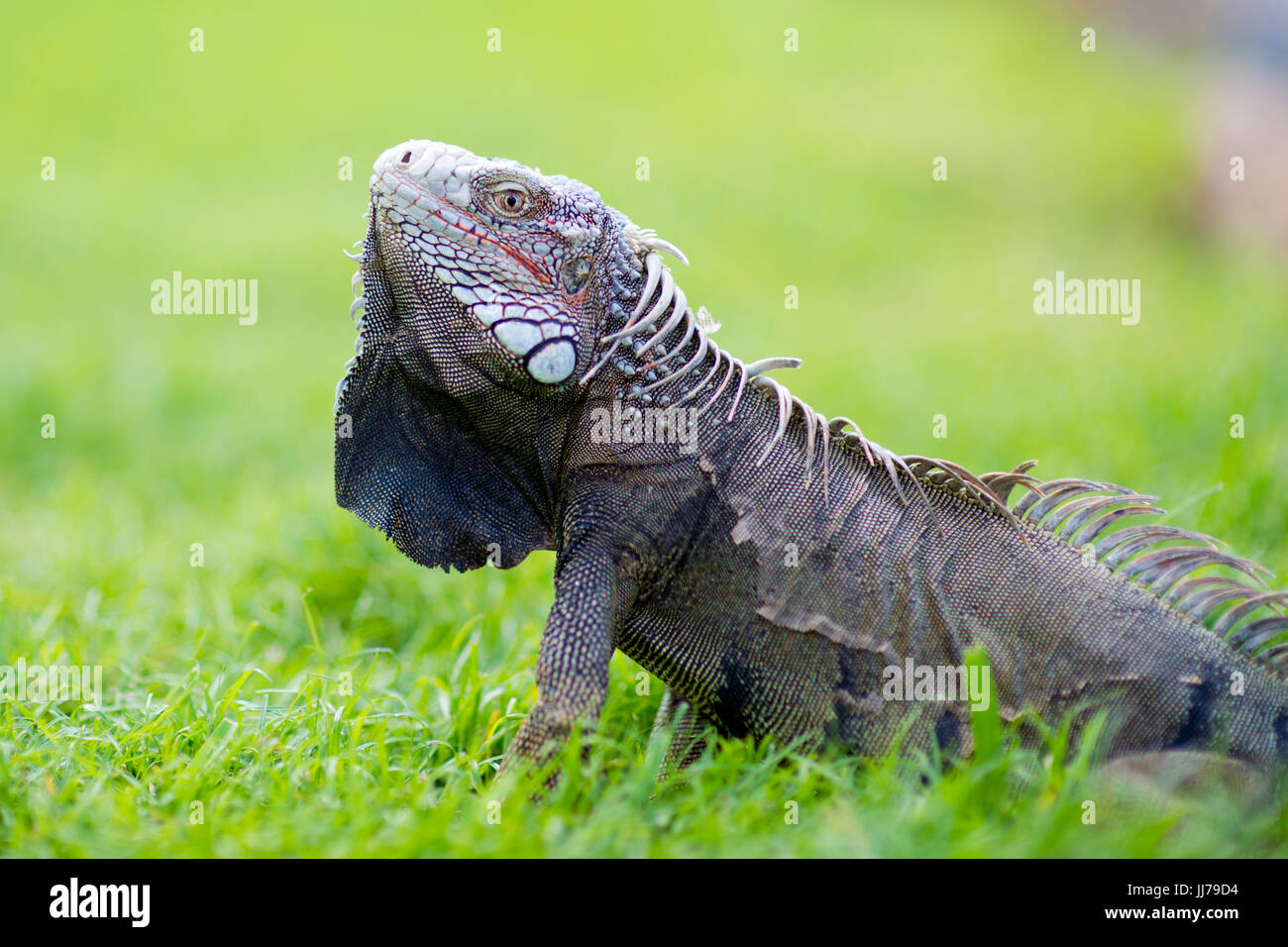 Aruba lizard hi-res stock photography and images - Alamy