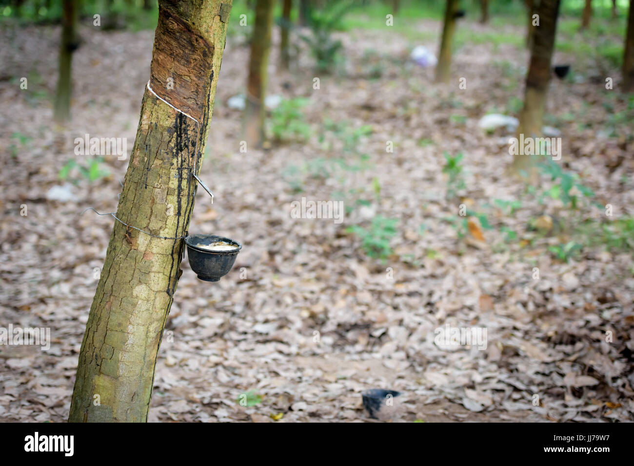 Rubber tree in the garden Stock Photo - Alamy