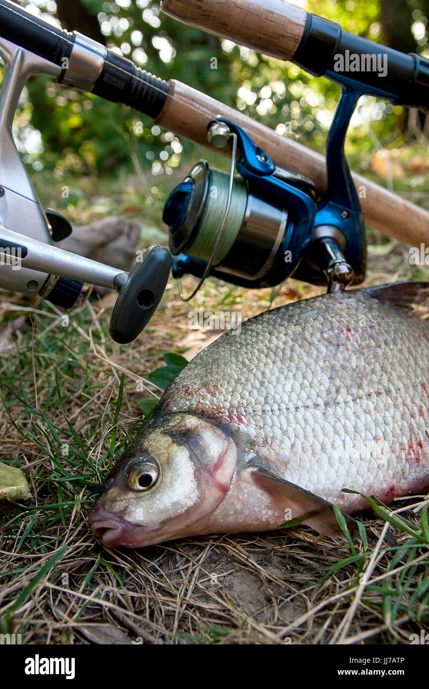 Catching freshwater fish and fishing rods with reels on green grass ...