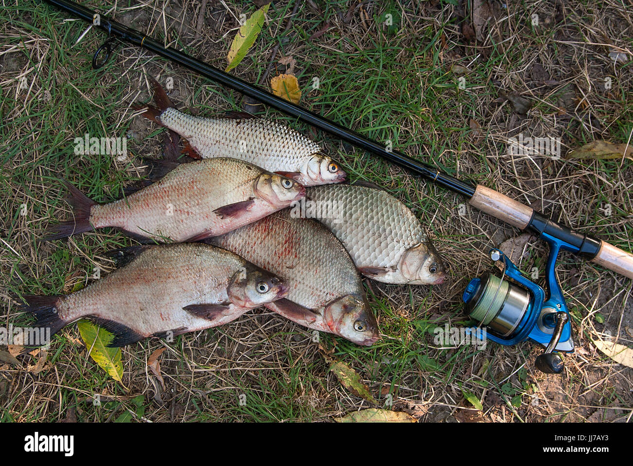 Catching freshwater fish and fishing rods with fishing reels on green ...