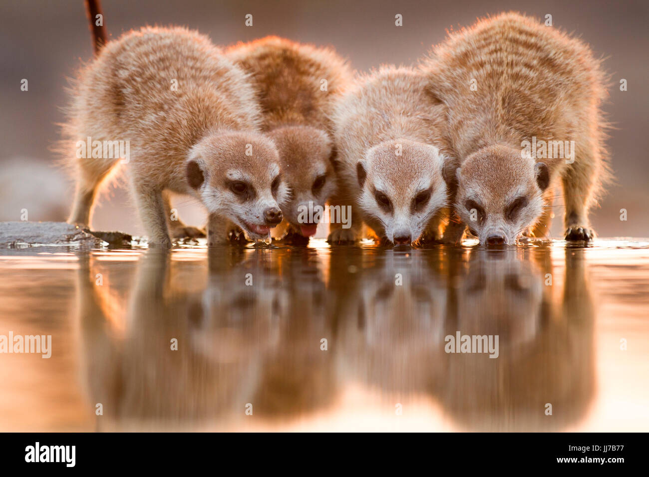 Meerkat group drinking from a cattle trough Stock Photo - Alamy