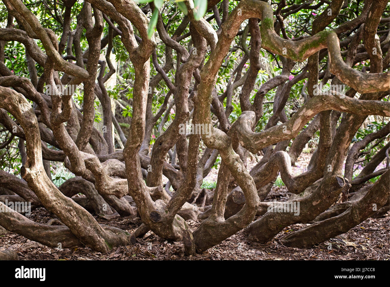 Tree trunk tangle trunks hi-res stock photography and images - Alamy