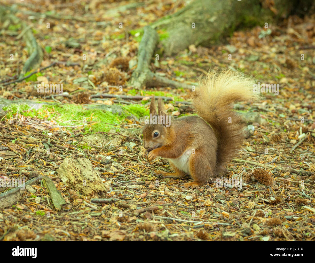 Common island species hi-res stock photography and images - Alamy