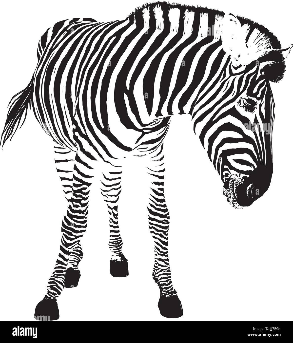 Zebra Stock Vector Images - Alamy