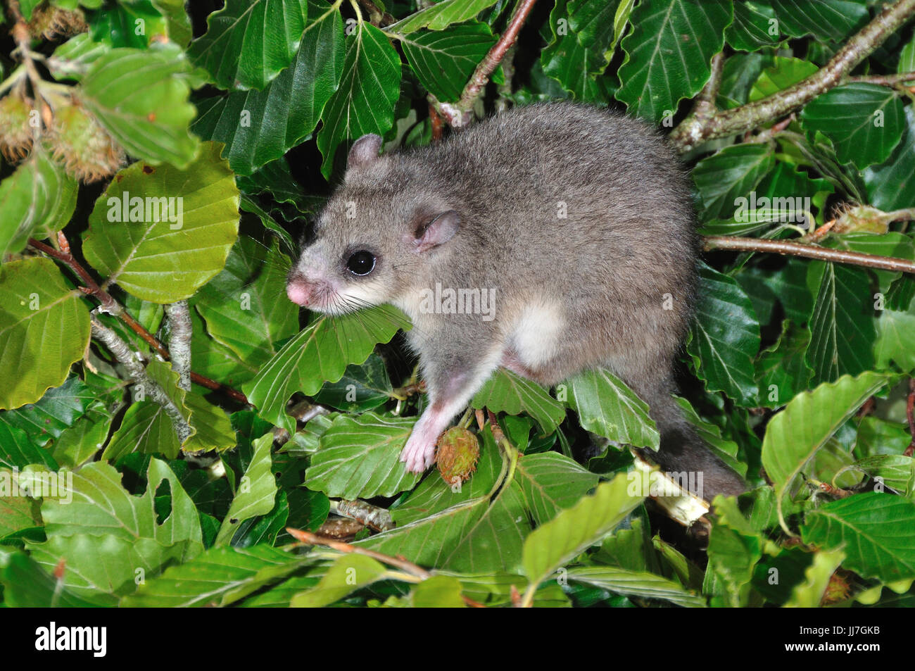 Dormouse photo hi-res stock photography and images - Alamy