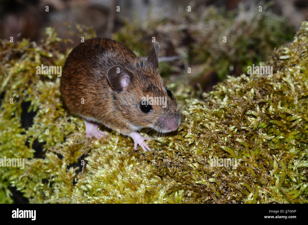 wood mouse apodemus sylvaticus Stock Photo - Alamy