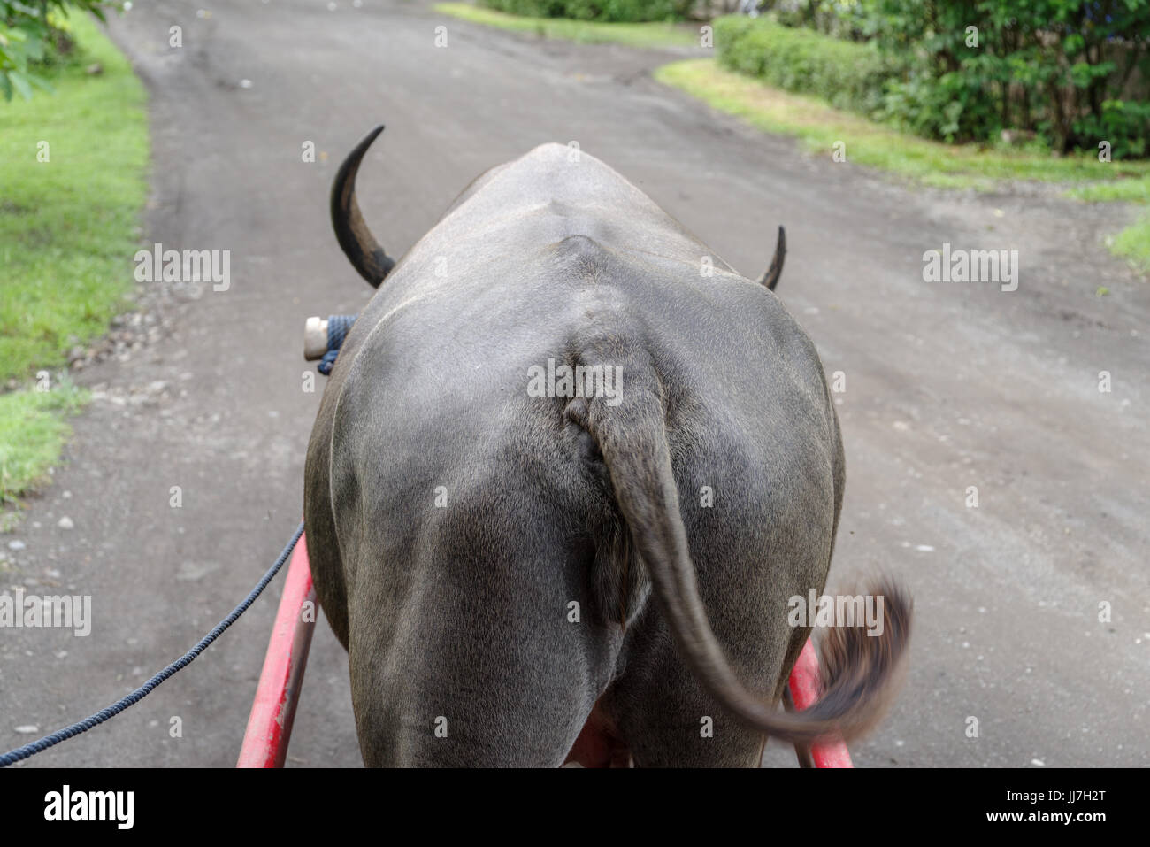 Carabao dragging a wagon, Philippines Stock Photo - Alamy