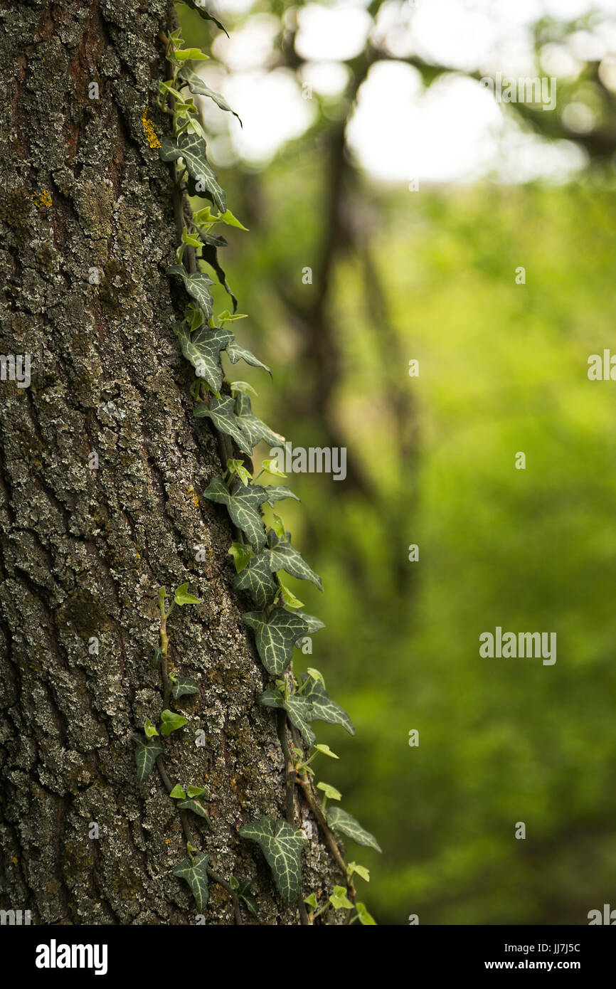 Shining Ivy High Resolution Stock Photography and Images - Alamy