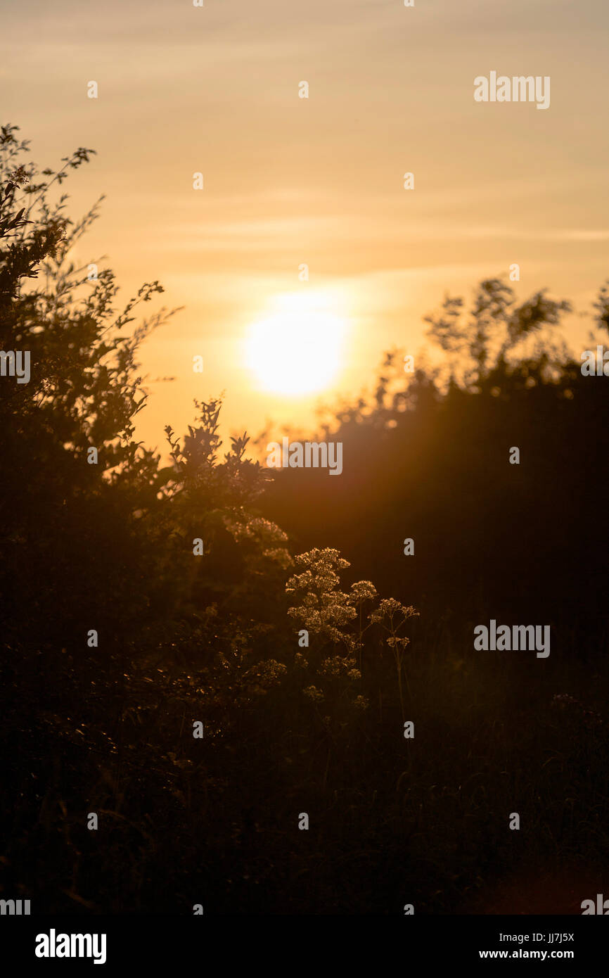 Sunset illuminating plant Stock Photo - Alamy