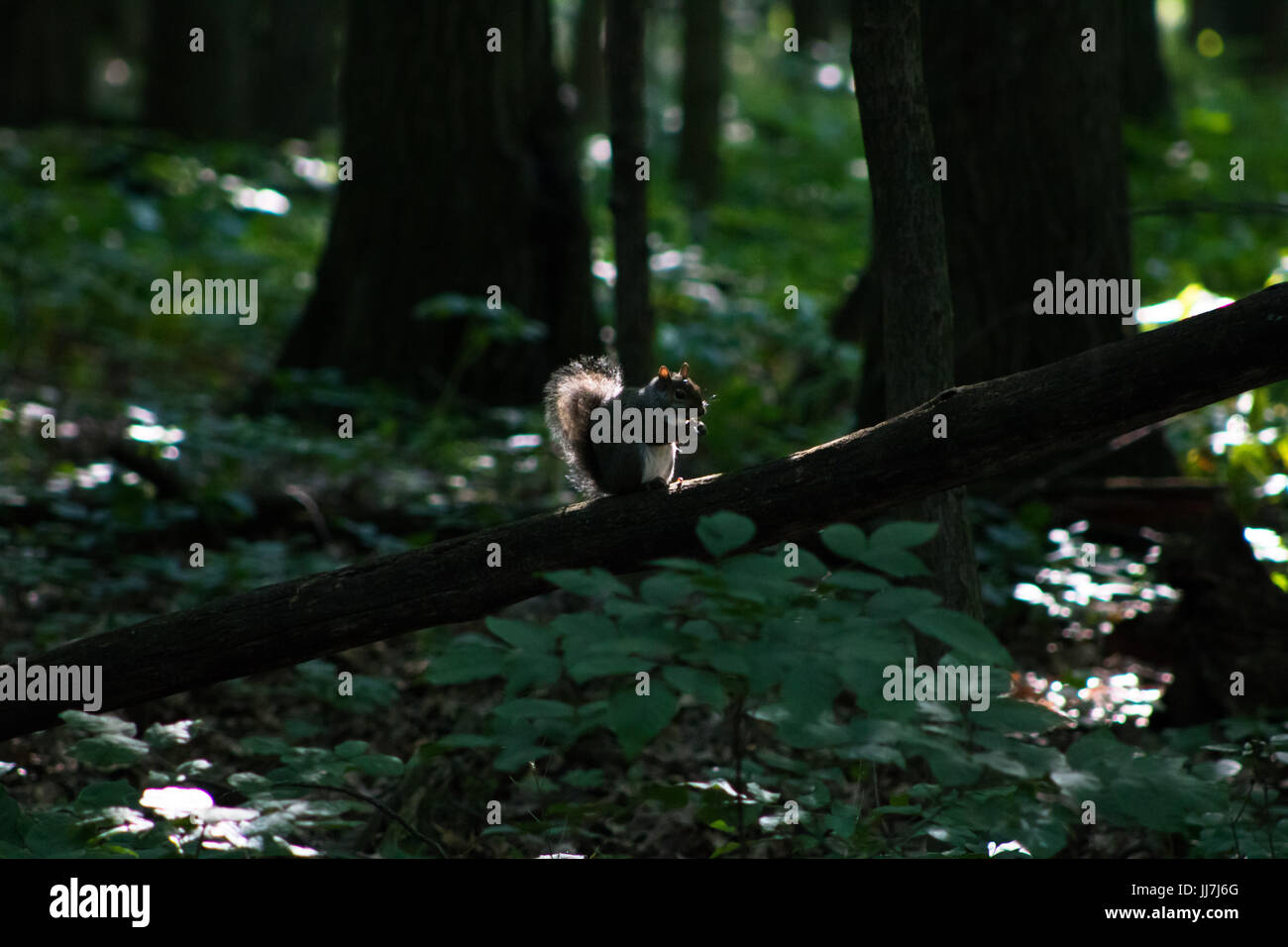 squirrel on a log Stock Photo - Alamy