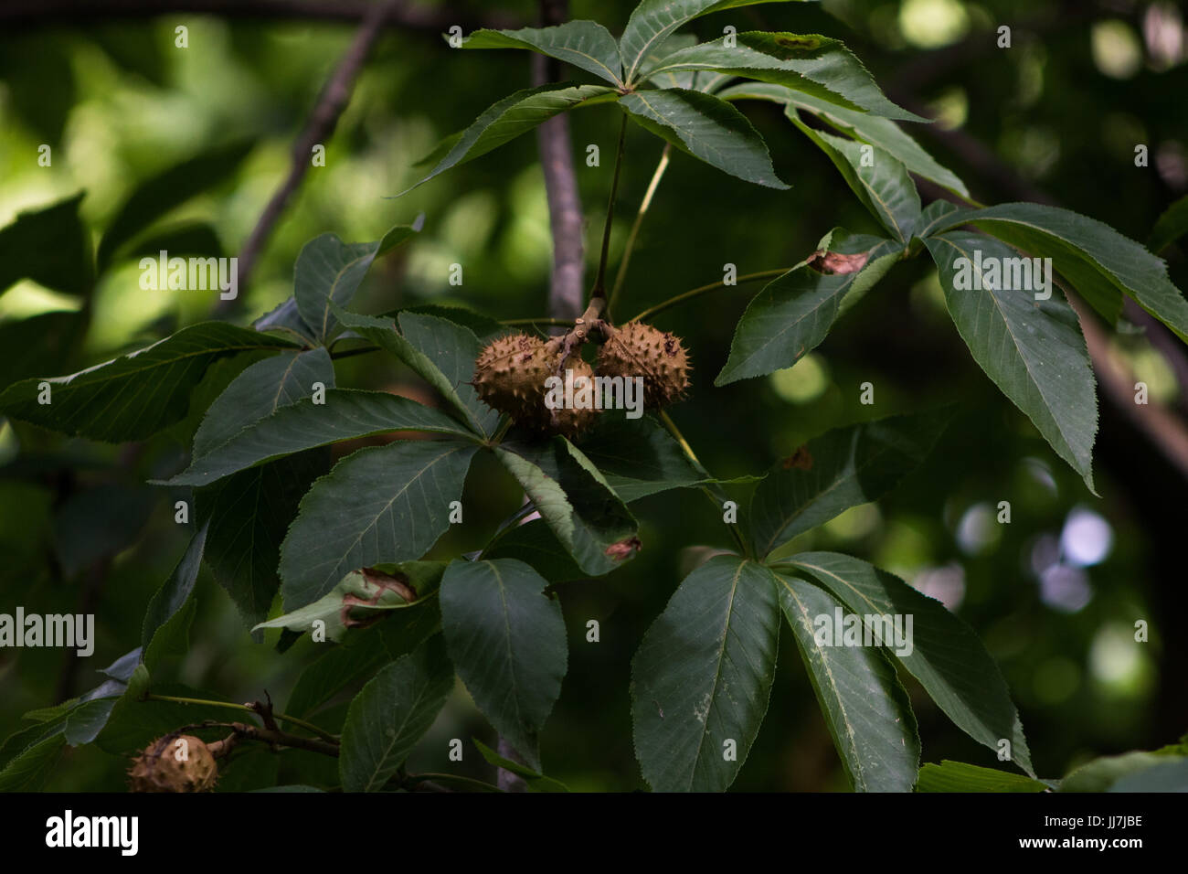 Buckeye nuts hi-res stock photography and images - Alamy