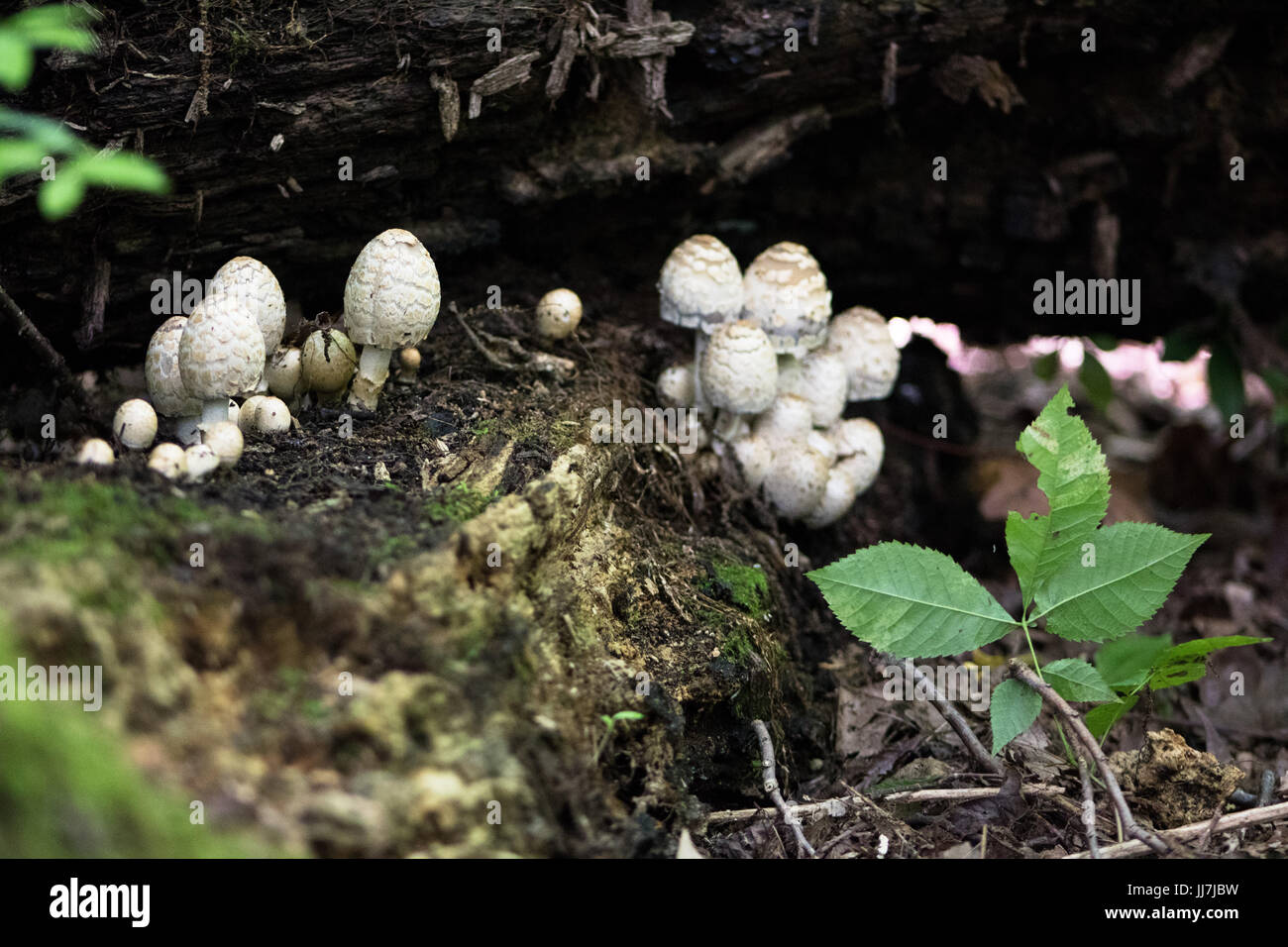mushrooms after a rain Stock Photo - Alamy