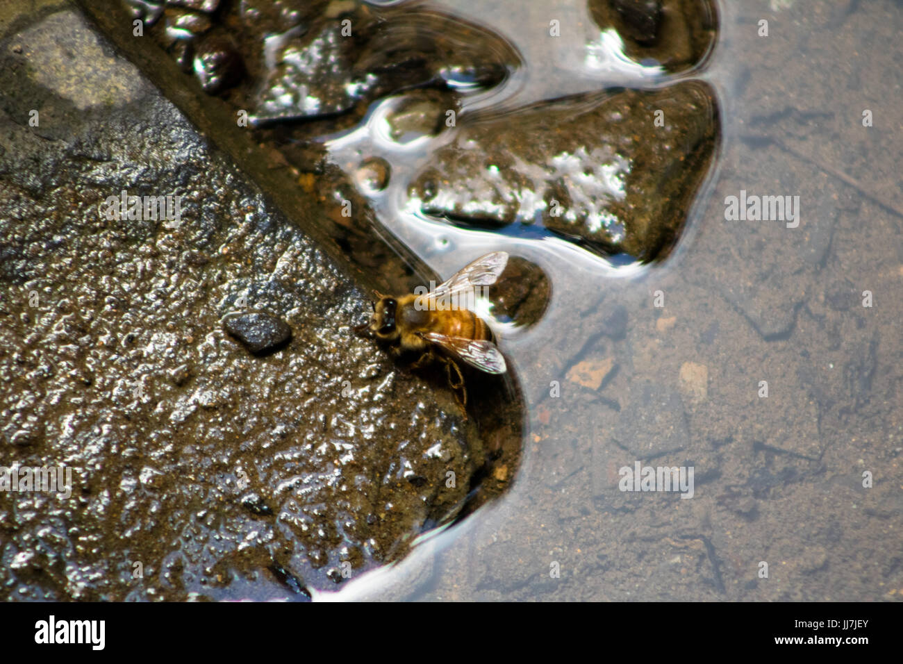 Possibly lost bee Stock Photo - Alamy