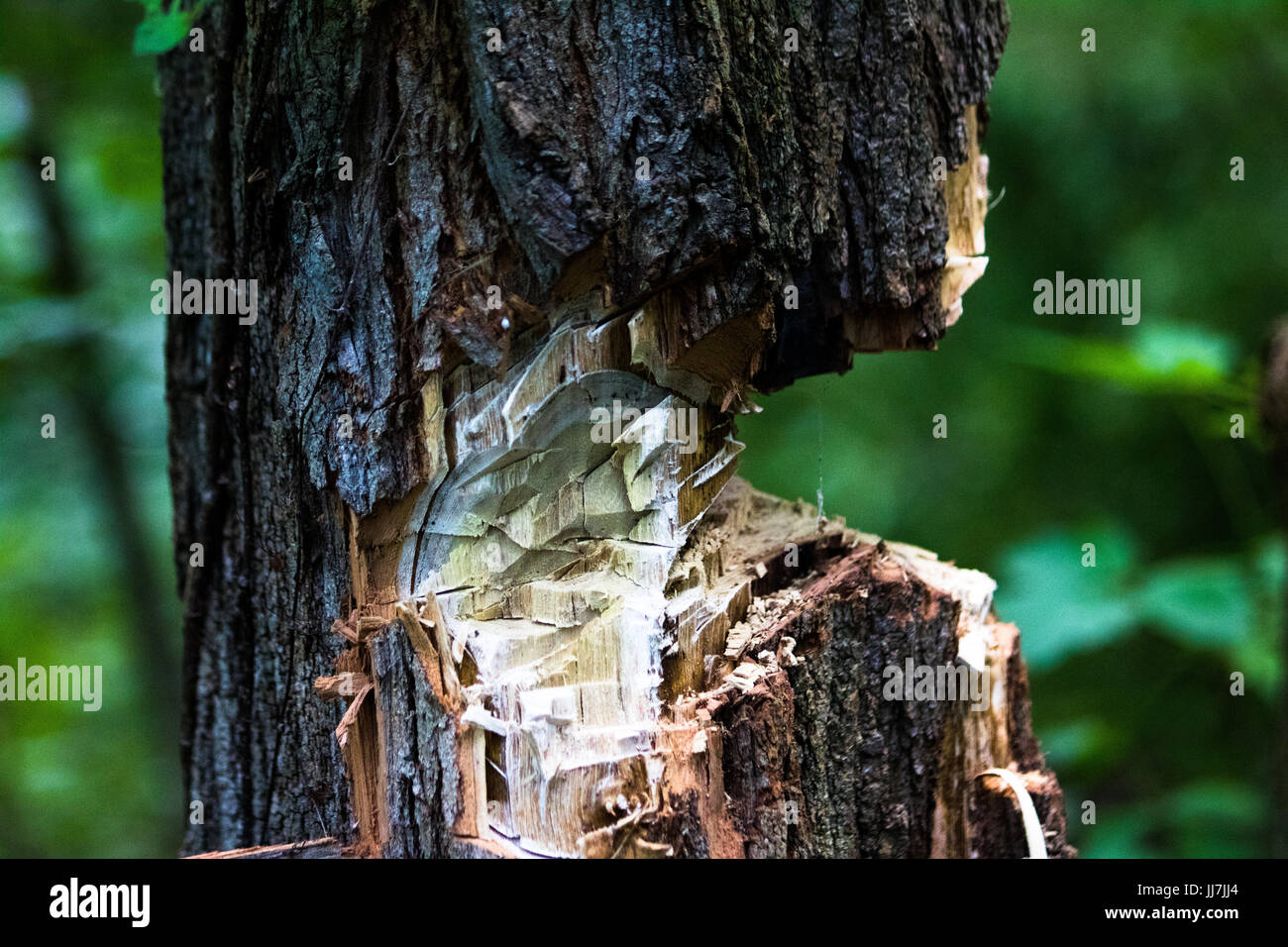 half chopped tree Stock Photo - Alamy