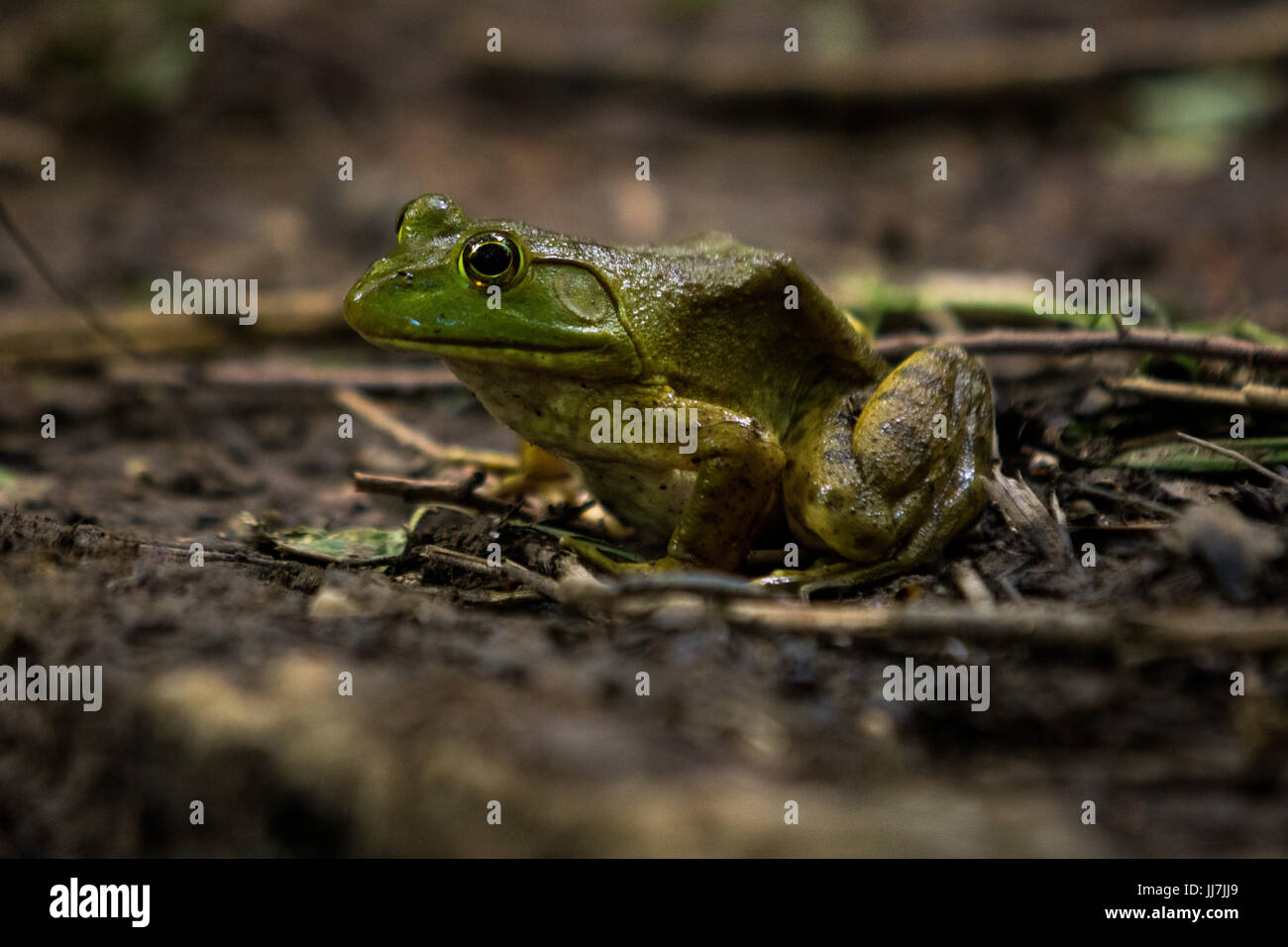 Large frog species hi-res stock photography and images - Alamy