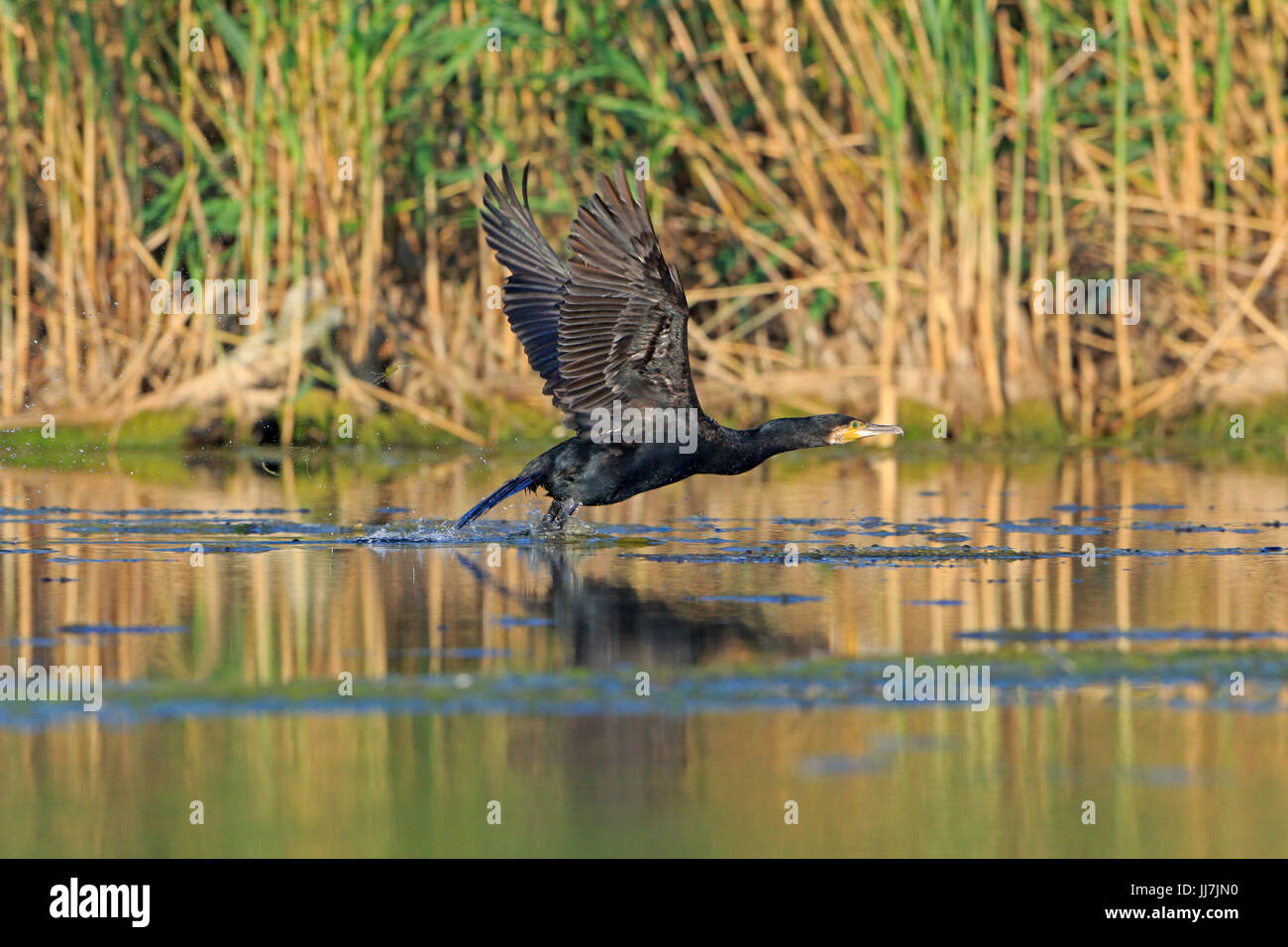 Great Cormorant taking off in the Danube Delta Romania Stock Photo - Alamy