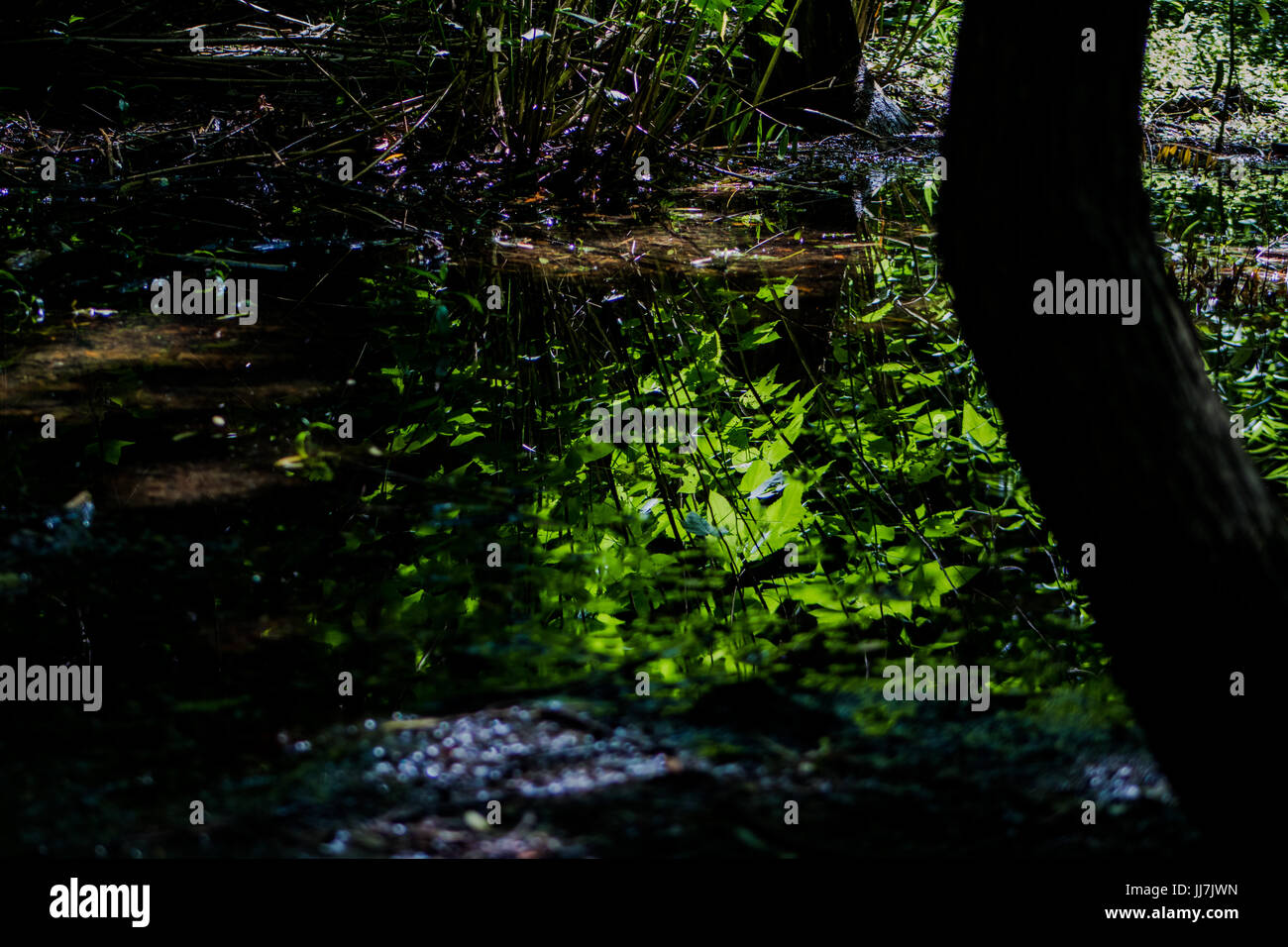 reflection of plant in sunlight Stock Photo - Alamy