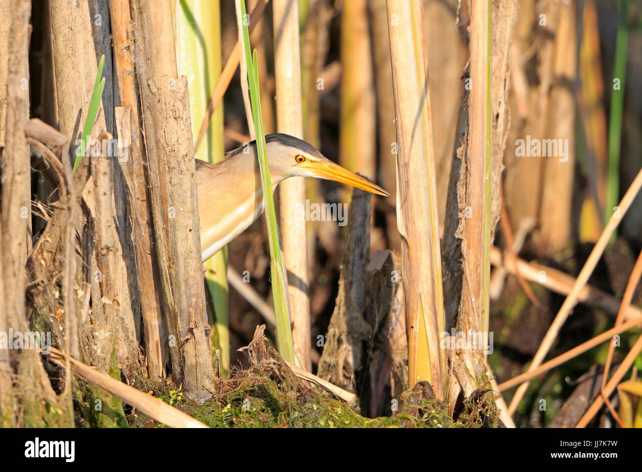 Delta bird hi-res stock photography and images - Alamy