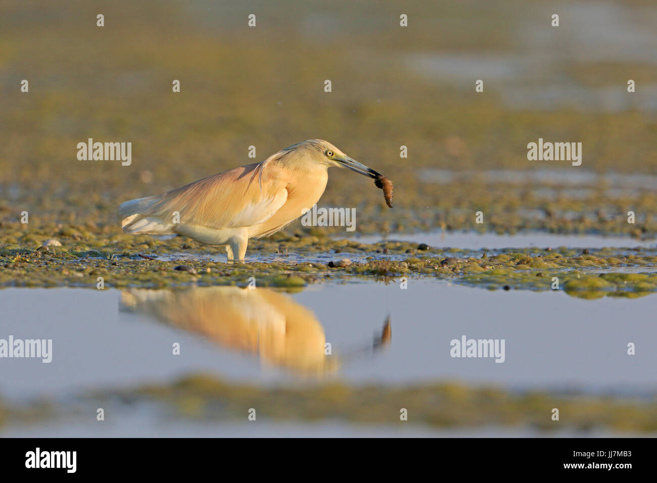 Bird eating frog hi-res stock photography and images - Alamy