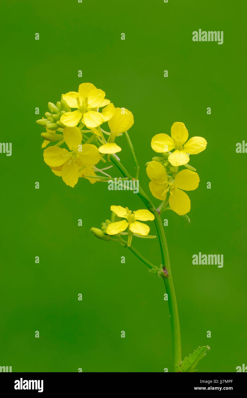Wild mustard hi-res stock photography and images - Alamy