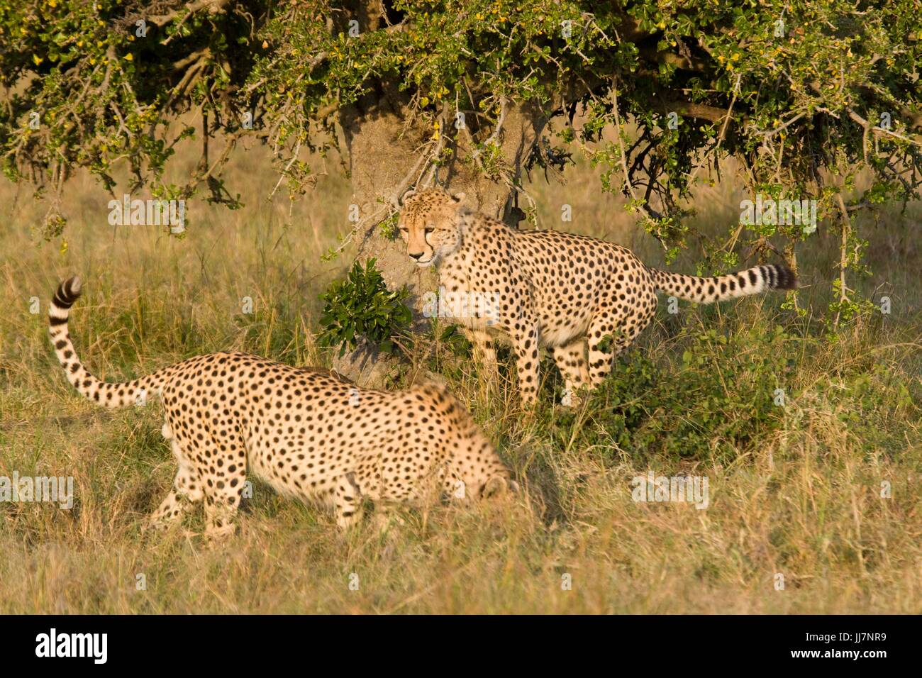 Two juvenile male Cheetahs in the Masai Mara, Kenya, East Africa Stock ...