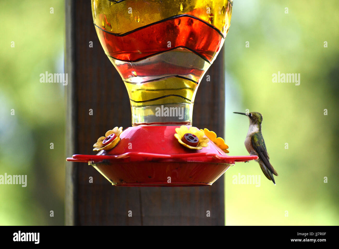 Red glass hummingbird feeder hi-res stock photography and images - Alamy