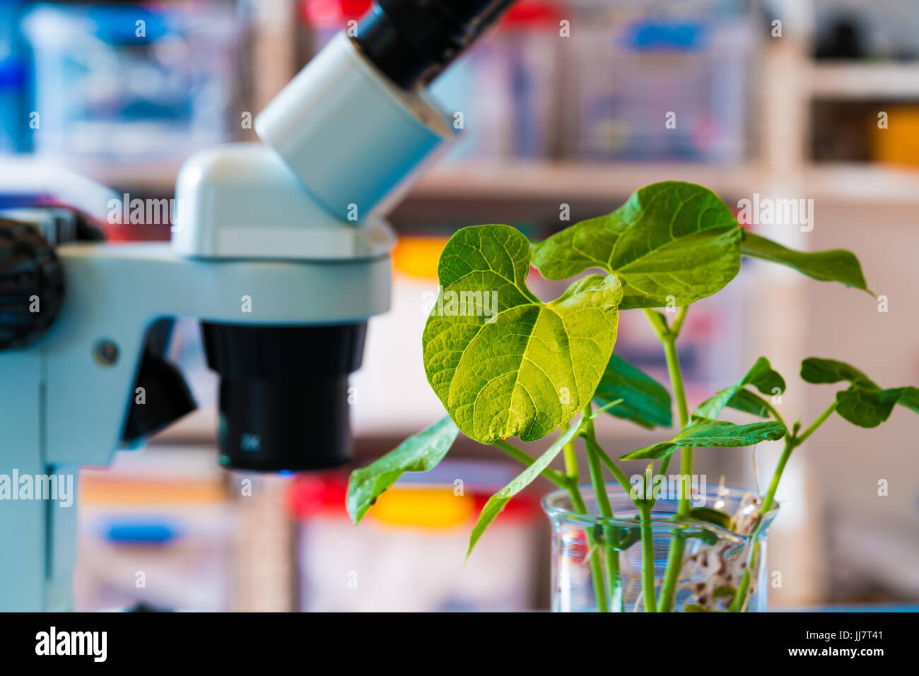 Green plant in scientific laboratory Stock Photo - Alamy