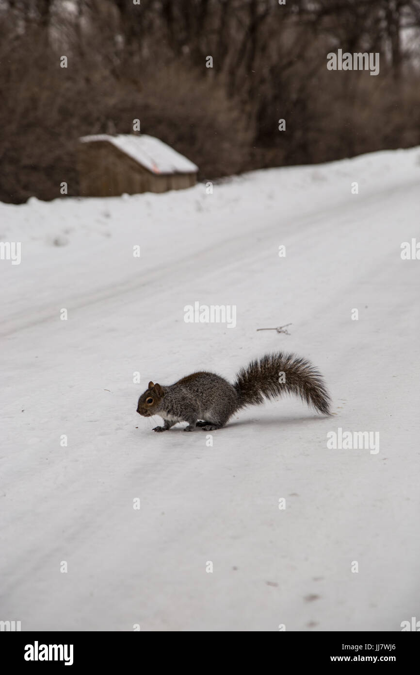 Squirrel an snow hi-res stock photography and images - Alamy