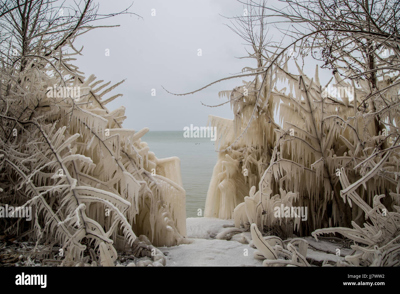 Ice trees hi-res stock photography and images - Alamy