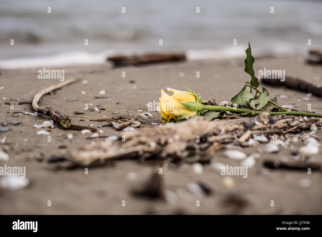 Flower washed up Stock Photo - Alamy